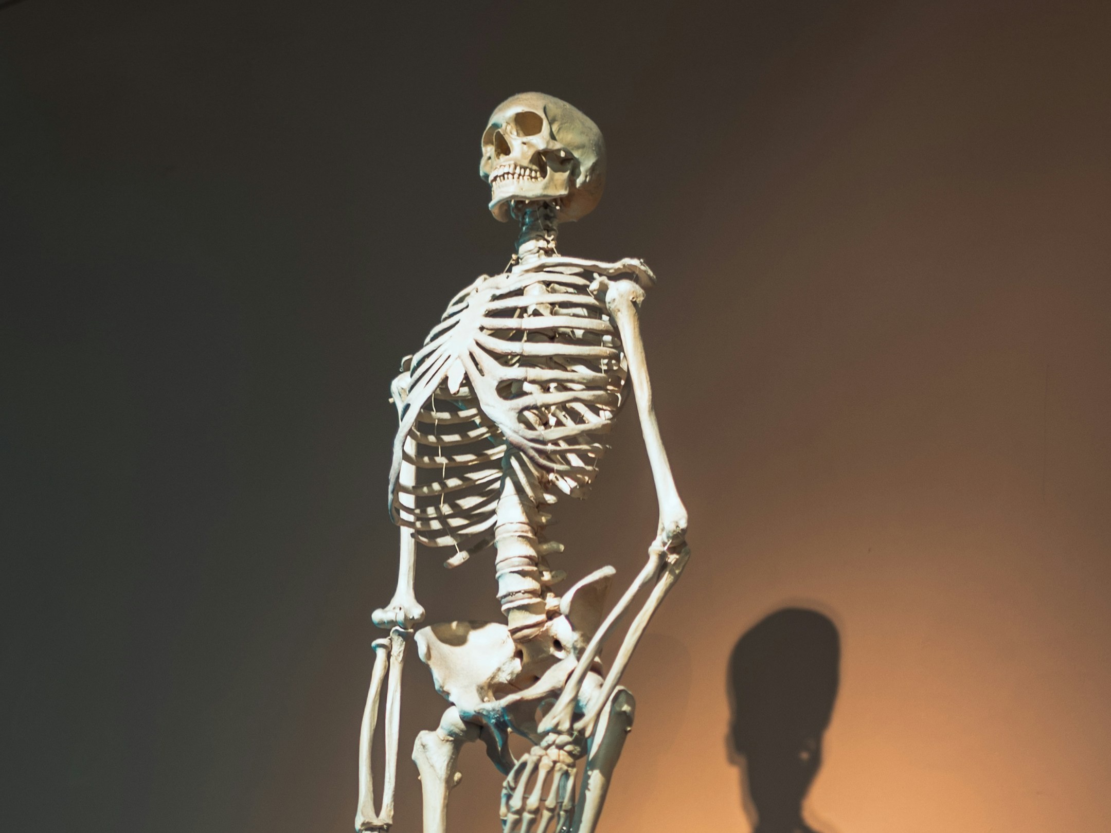 Fascinating Facts About Human Bones