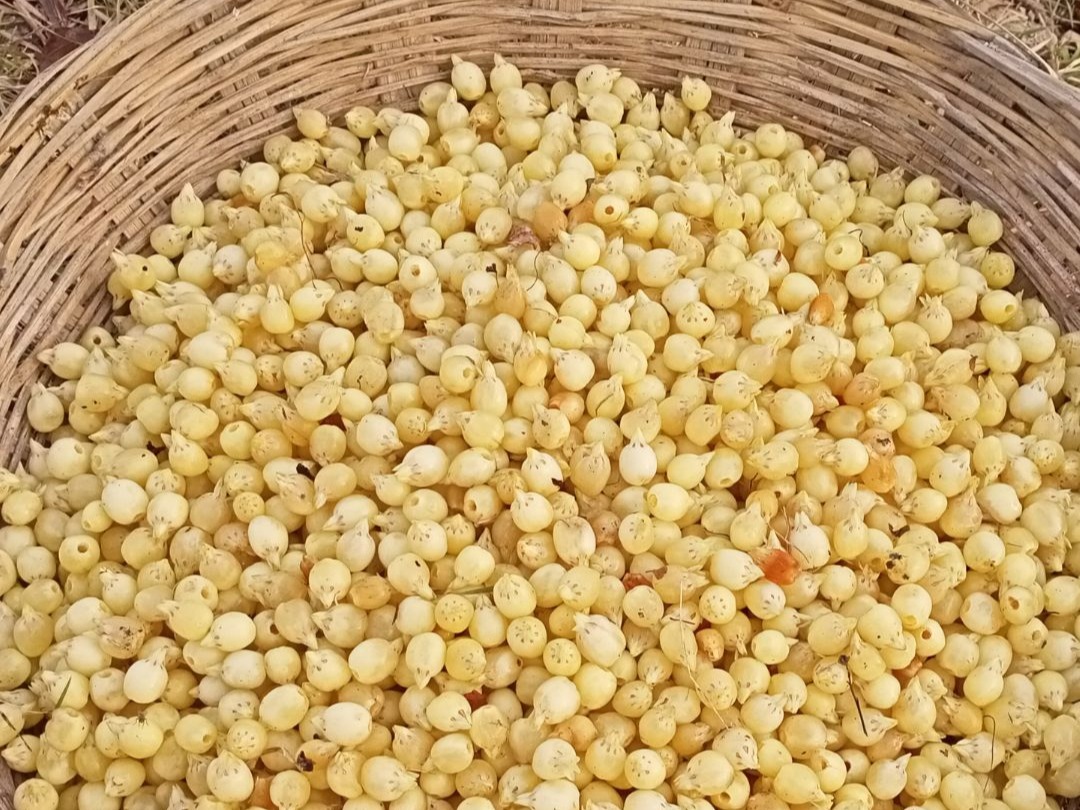 The Diverse Benefits of Mahua Oil