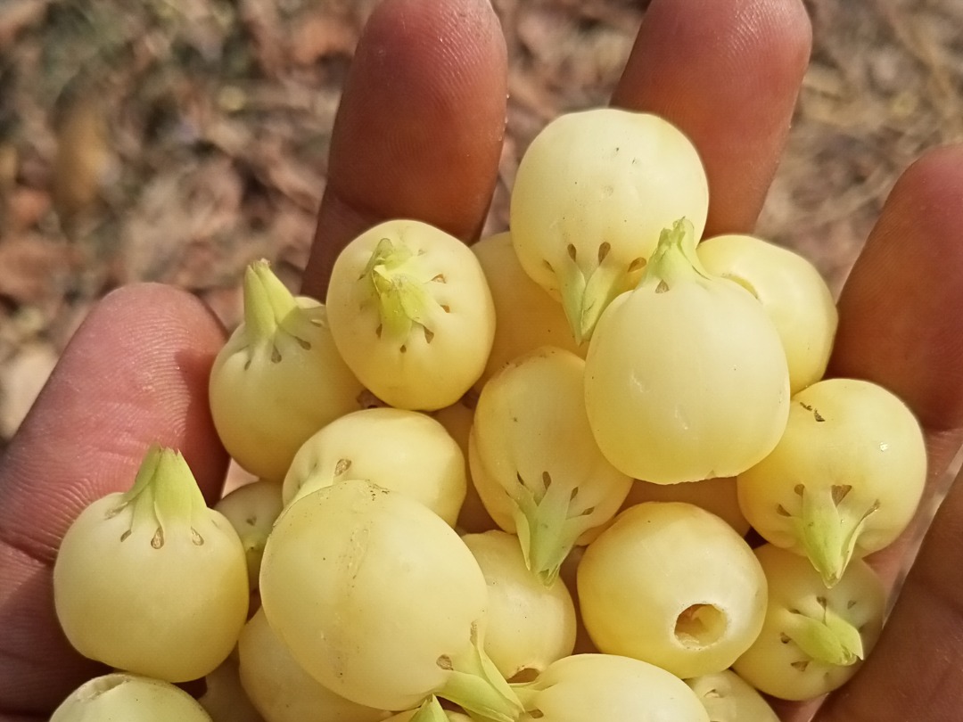 Unlocking the Mysteries of Mahua Oil